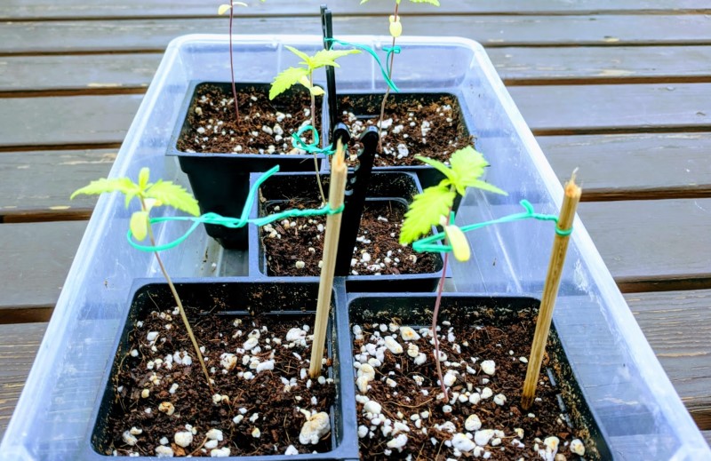 Seedling Guide - kinder.farm