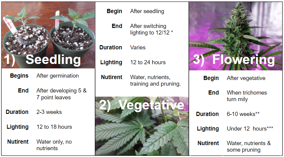 Cannabis Lifecycle Guide - kinder.farm