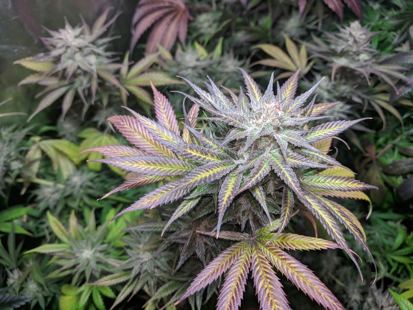 Colorful Cannabis Guide - kinder.farm